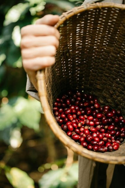 Most complete COFFEE TOUR at local family farm - Final Thoughts: Is It Worth It?