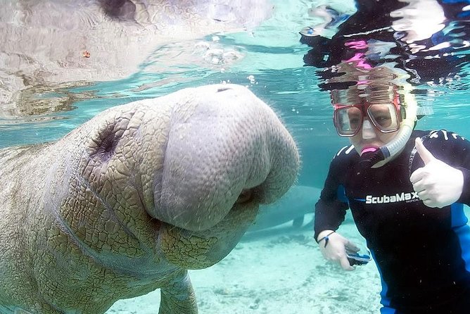Most Popular 3hr Manatee Swim Tour + In-Water Guide! - Authentic Feedback from Travelers