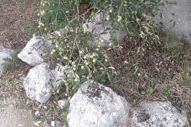 Mostar and Kravice Waterfalls Tour from Orebi& Korula& Trpanj - Who Should Consider This Tour?