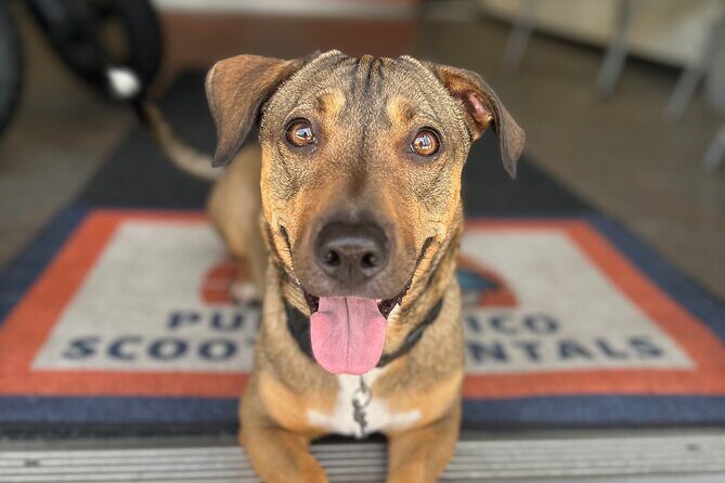 Motor Scooter Rentals on the Coast of San Juan - Authentic Experiences and Traveler Insights