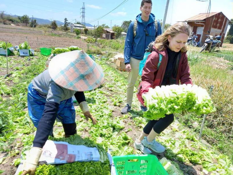 Motorcycle Tour - Countryside & Pongour Waterfall Day Tour - Key Points