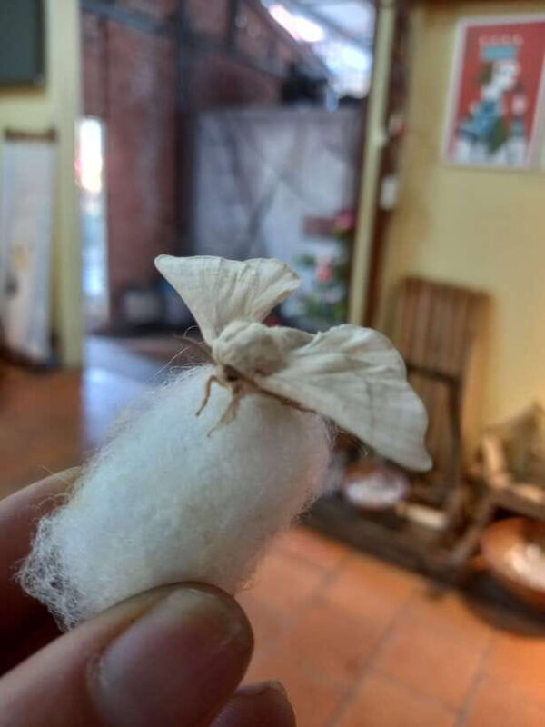 Motorcycle Tour - Exploring Dalat Countryside Day Tour - The Sum Up