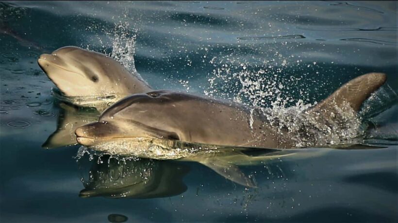 Motuara Island Sanctuary: Wildlife & Dolphin Watching Tour - Key Points