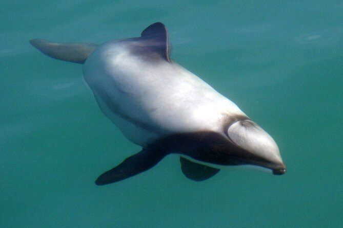Motuara Wildlife Sanctuary Tour and Dolphin Cruise from Picton - The Sum Up