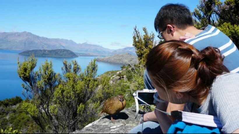 Mou Waho Island: 3-Hour Cruise and Guided Nature Walk - Key Points