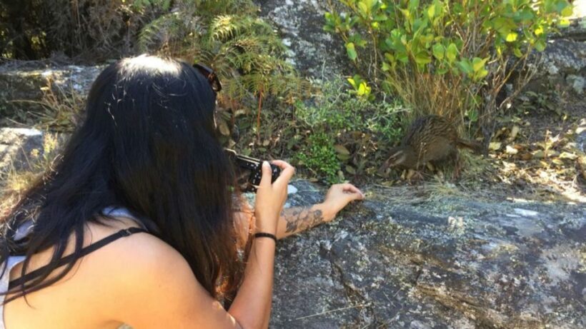Mou Waho Island: 3-Hour Cruise and Guided Nature Walk - Practical Tips for Travelers
