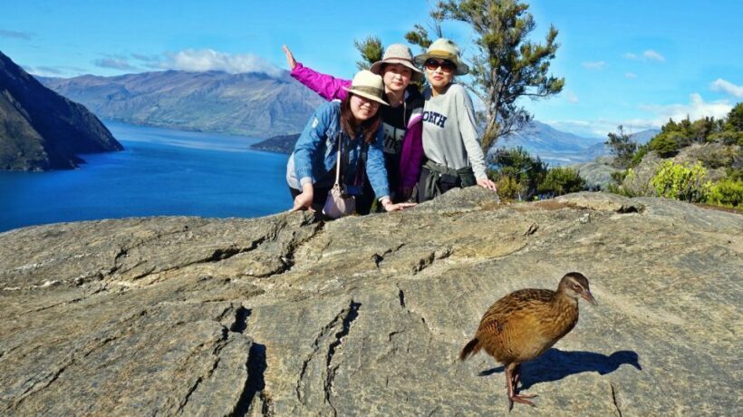 Mou Waho Island: 3-Hour Cruise and Guided Nature Walk - Authentic Experiences and Visitor Feedback