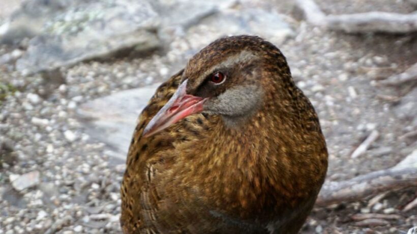 Mou Waho Island: 3-Hour Cruise and Guided Nature Walk - FAQ