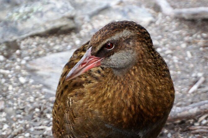Mou Waho Island Cruise & Self-Guided Nature Walk - Is it worth the price?