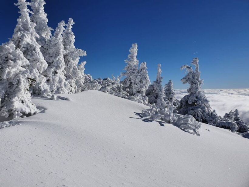 Mount Arber: Snowshoeing in the Bavarian Forest Guided Tour - Key Points