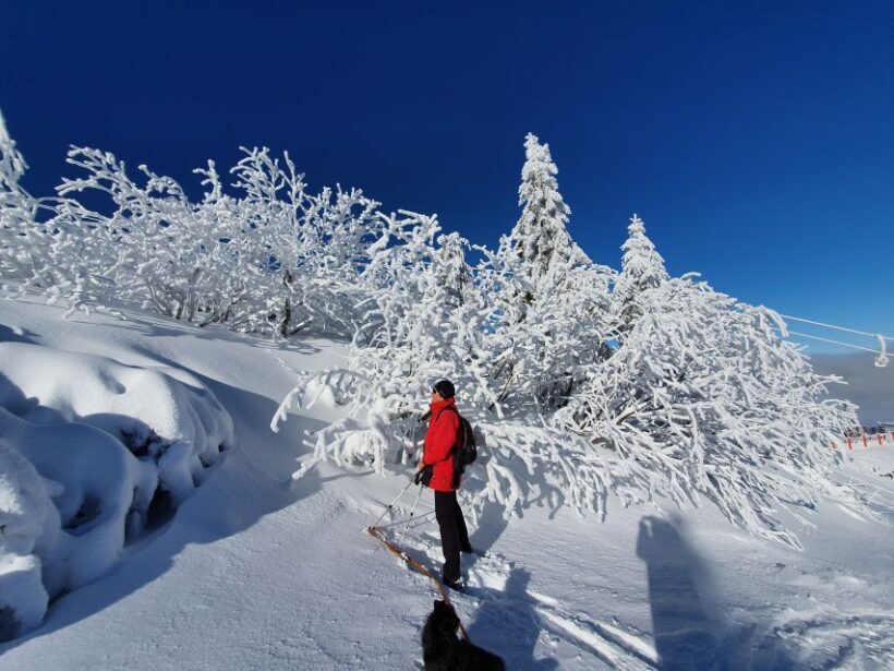 Mount Arber: Snowshoeing in the Bavarian Forest Guided Tour - Practical Details and Tips for Your Visit