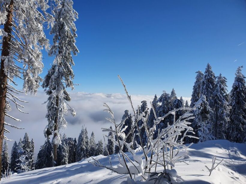 Mount Arber: Snowshoeing in the Bavarian Forest Guided Tour - Authentic Reviews and Feedback