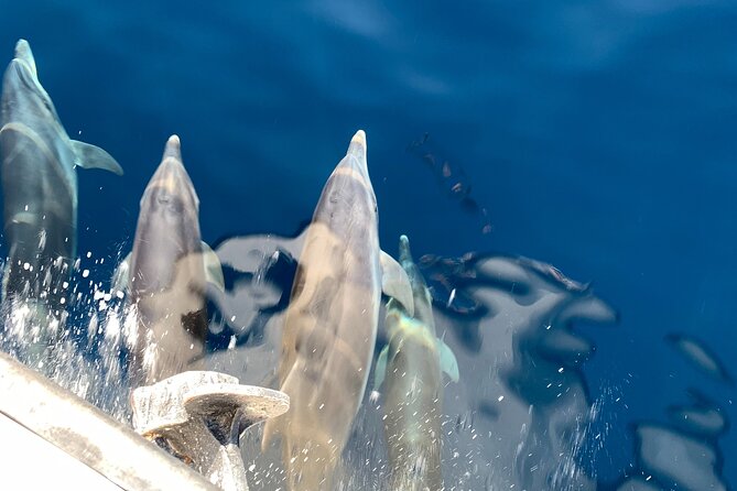 Mount Athos Sightseeing Luxury Cruise With Glassbottom - Cruise Duration and Itinerary