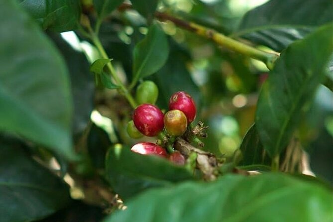 Mount Batur Sunrise Trekking with Natural Hot Spring - What’s Included and What’s Not