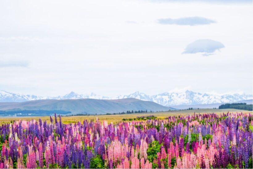 Mount Cook Full-Day Tour: Queenstown to Christchurch - The Value for Money