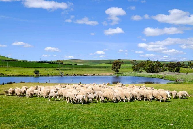Mount Field Day Tour Private Charter Service - FAQs