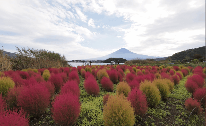 Mount Fuji and Hakone Customize Private Tour English Guide - Transportation Details