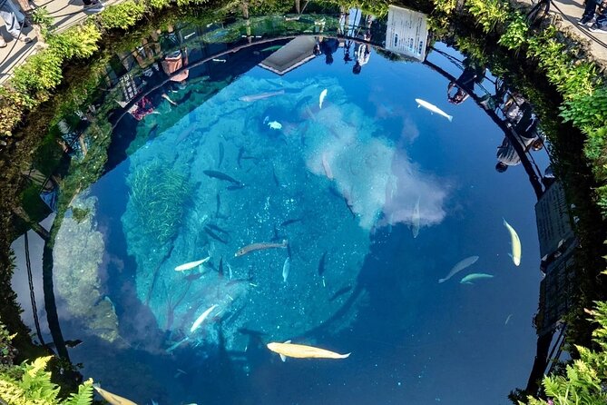 Mount Fuji Day Trip From Tokyo With Scenic Views - Experiencing the Cherry Blossom Festival