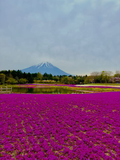 Mount Fuji Hakone With English-Speaking Guide - Hakone Open Air Museum Tour