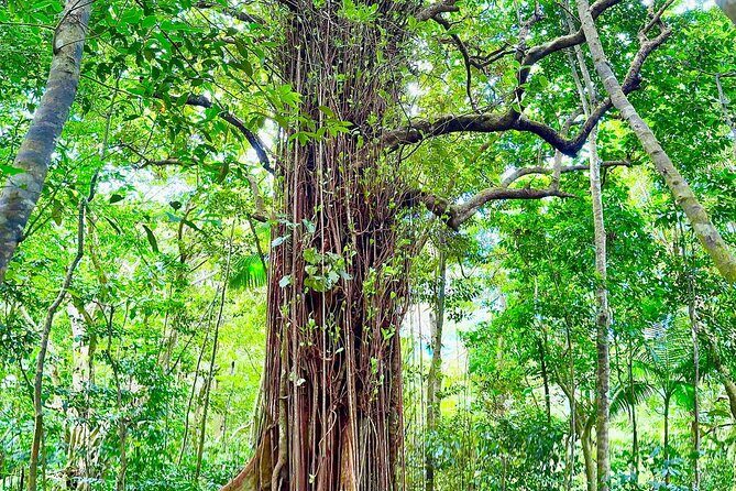 Mount Liamuiga Volcano Hike St Kitts Highest peak - Analyzing the Value and Practicalities
