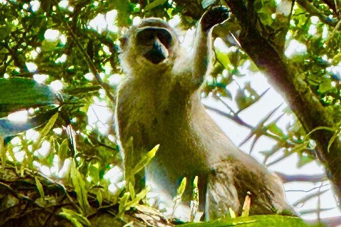 Mount Liamuiga Volcano Hike St Kitts Highest peak - Who Should Sign Up?