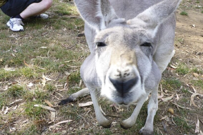 Mount Lofty Downhill Bike Tour & Cleland Wildlife Park Visit - Final Thoughts