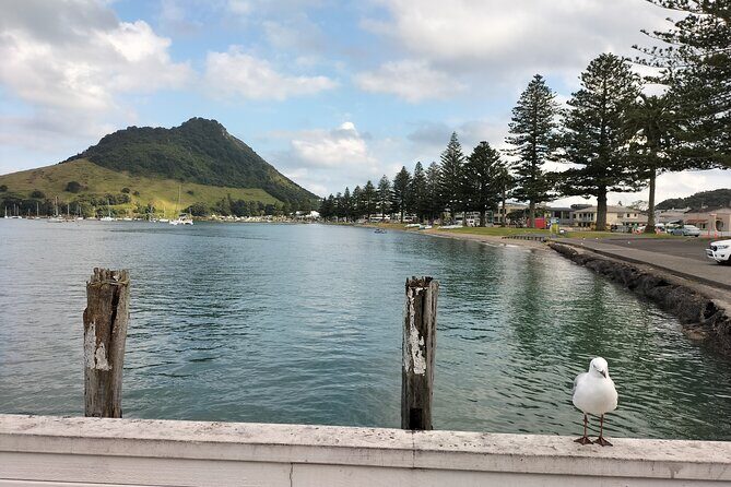 Mount Maunganui Hkoi Walking Tour - Key Points