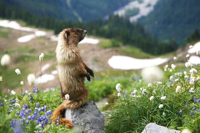 Mount Rainier Full Day Small Group Tour - An inviting Introduction to Mount Rainiers Wonders