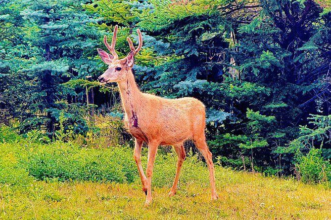 Mount Royal Hotel to Banff National Park Minivan Tour - The Sum Up: Is It Worth It?