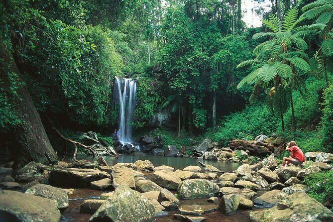 Mount Tamborine Hop on Hop off Bus from Brisbane - The Value of Flexibility and Local Insight