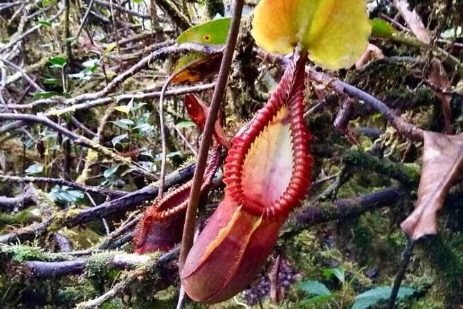 Mount Trusmadi Climb - 3 Days - What Could Be Better