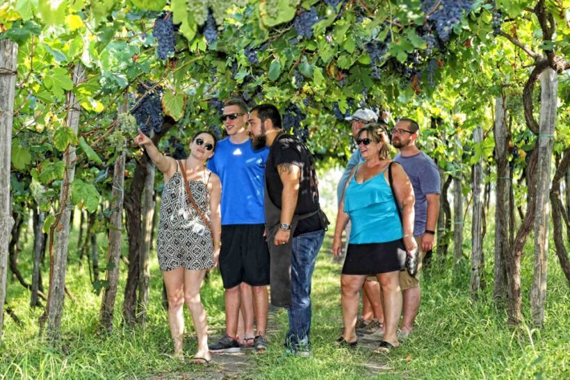 Mount Vesuvius Wine Tasting and Lunch from Pompeii - Key Points