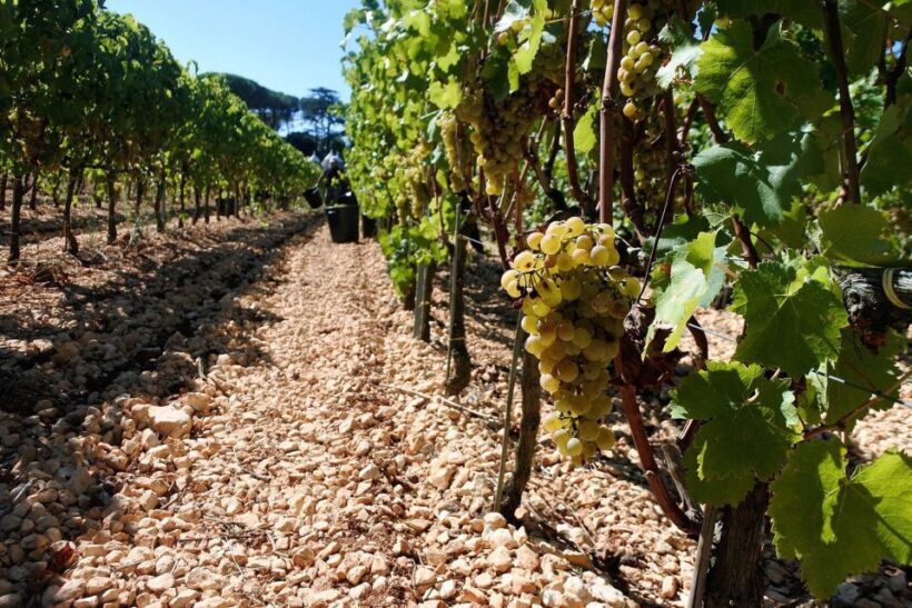 Mount Vesuvius Wine Tour with Tastings and Lunch - The Scenic Journey Begins: From Vineyard to Vine