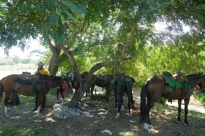 mountain horse back riding - The Sum Up