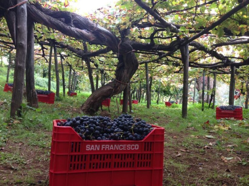 Mountains and vineyards: the secrets of the Coast in Calesse - FAQ