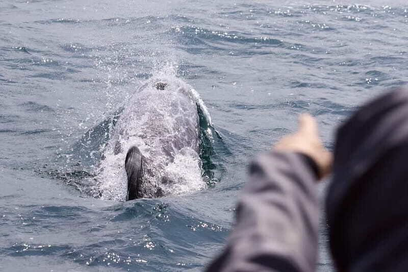 Mounts Bay, Penzance Boat Trip - Final Thoughts