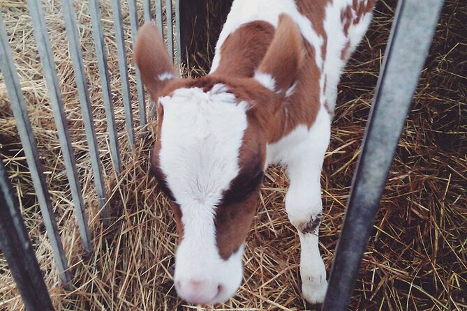 Mozzarella Experience - Cheese Tour and Tastings to Masseria Fragnite - Booking Information and Pricing