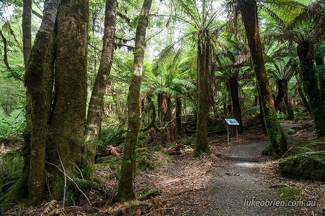 Mt Field and Styx Valley Photography Tour - The Value of a Guided Photography Tour