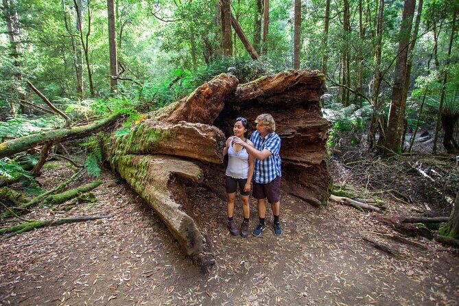Mt Field, Mt Wellington & Tassie Devils Active Tour from Hobart - FAQs