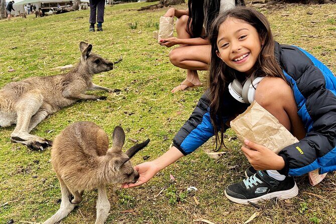 Mt Field National Park and Russell Falls with Bonorong Wildlife - Value and Overall Impressions