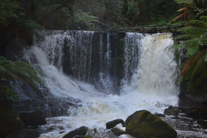 Mt Field Shore Excursion - Who Will Love This Tour?