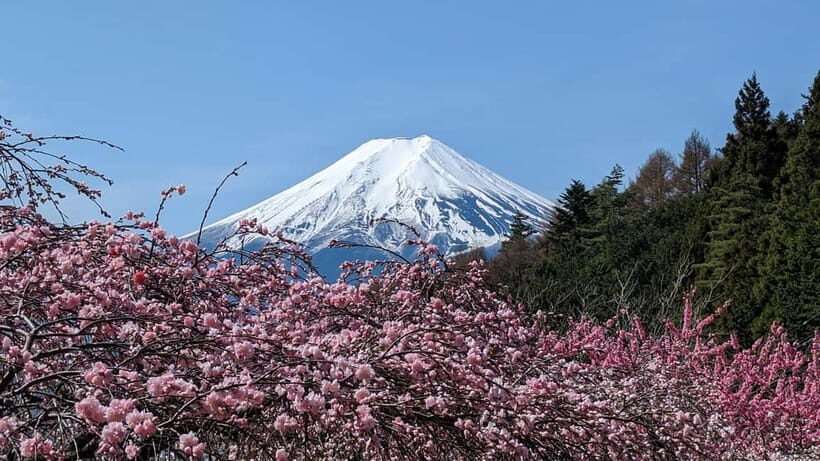 Mt. Fuji: 1-Day Private Tour from Tokyo with Certified Guide - Experience Overview: What You Can Expect
