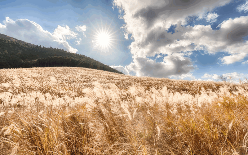 Mt.Fuji and Hakone Tour - Optional Activities