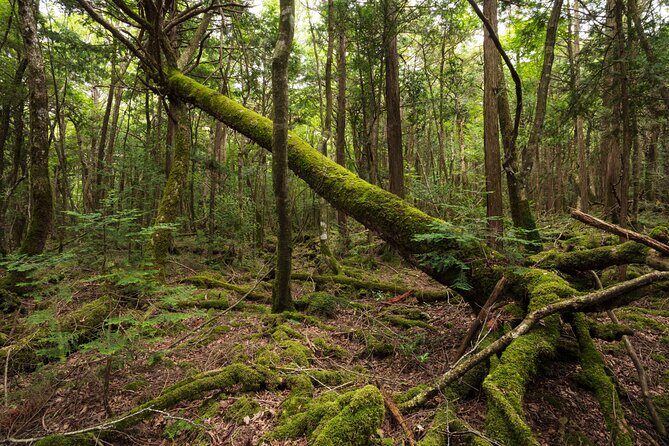 Mt. Fuji Aokigahara Jukai Forest Private Tour with Licensed Guide - Exploring Japan’s Natural Marvels: A Review of the Mt. Fuji Aokigahara Jukai Forest Private Tour