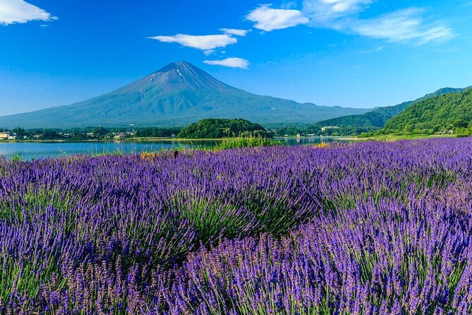 Mt. Fuji Area Tour Tokyo DEP: English Speaking Driver, No Guide - Important Considerations