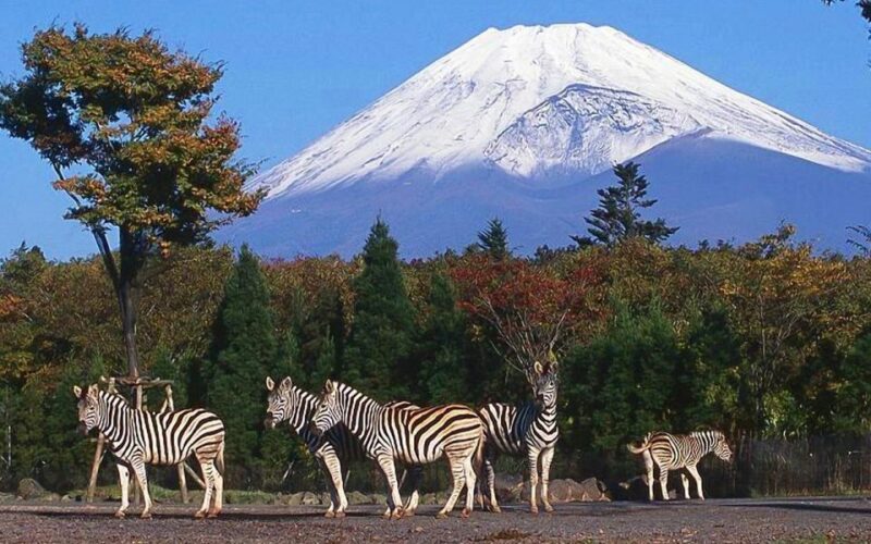 Mt Fuji : Highlight Tour and Unforgettable Experience - Key Points