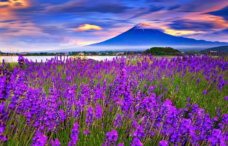 Mt. Fuji Highlights Day Tour With Hotel Pick-Up VIP Group - Transportation and Pickup Details
