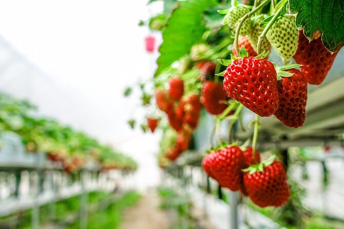 Mt Fuji, Panoramic Ropeway & Seasonal Fruits Picking - Tour Conditions and Important Information