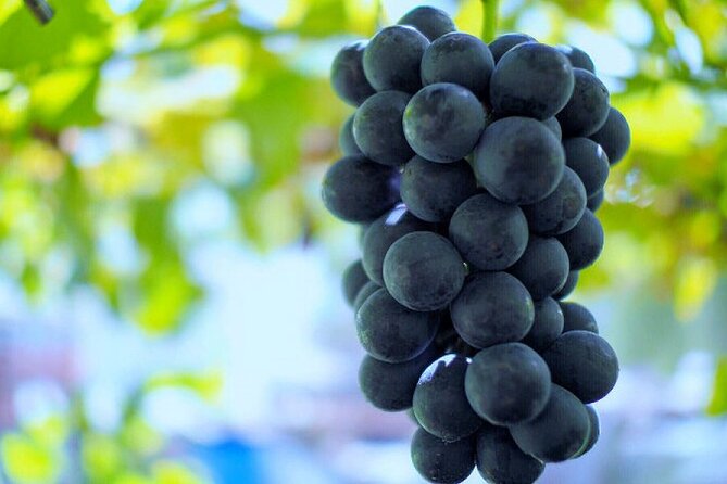 Mt Fuji, Panoramic Ropeway & Seasonal Fruits Picking - Scenic Views of Mt Fuji