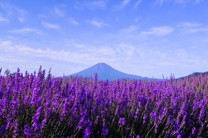 Mt Fuji, Panoramic Ropeway & Seasonal Fruits Picking - Participant Feedback and Experiences